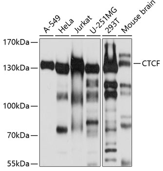 CTCF Antibody - Cat. No. 14-510 | ProSci