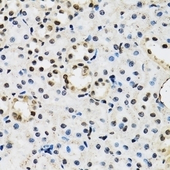 JADE1 Antibody - Cat. No. 14-521 | ProSci