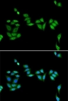 JADE1 Antibody - Cat. No. 14-521 | ProSci