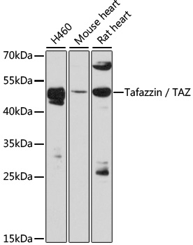 Tafazzin / TAZ Antibody - Cat. No. 14-600 | ProSci