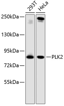 PLK2 Antibody - Cat. No. 14-629 | ProSci