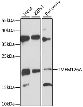 TMEM126A Antibody - Cat. No. 14-646 | ProSci