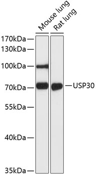 USP30 Antibody - Cat. No. 14-670 | ProSci