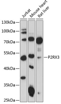 P2RX3 Antibody - Cat. No. 14-701 | ProSci