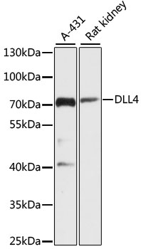 DLL4 Antibody - Cat. No. 14-713 | ProSci
