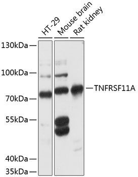 TNFRSF11A Antibody - Cat. No. 14-735 | ProSci