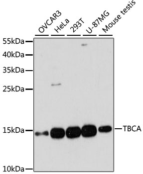TBCA Antibody - Cat. No. 14-766 | ProSci