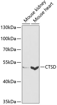 CTSD Antibody - Cat. No. 14-893 | ProSci