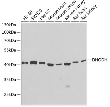 DHODH Antibody - Cat. No. 14-896 | ProSci