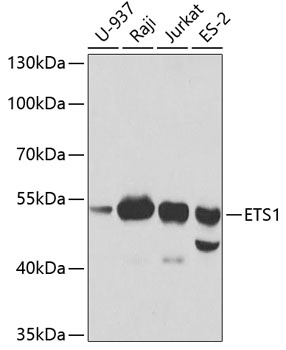 ETS1 Antibody - Cat. No. 14-902 | ProSci