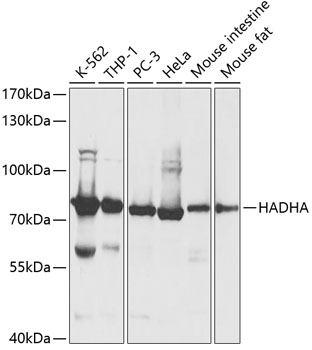HADHA Antibody - Cat. No. 14-909 | ProSci
