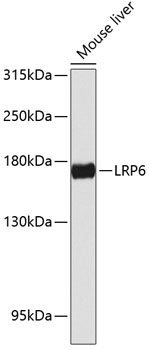 LRP6 Antibody - Cat. No. 14-920 | ProSci