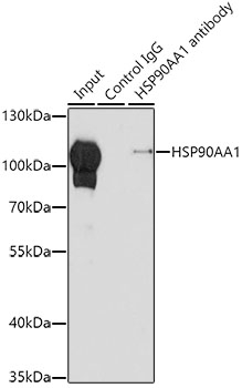 HSP90AA1 Antibody - Cat. No. 15-028 | ProSci