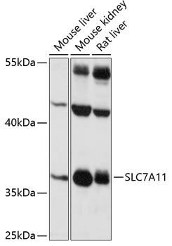 SLC7A11 Antibody - Cat. No. 15-150 | ProSci