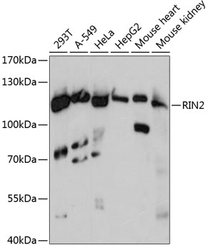 RIN2 Antibody - Cat. No. 15-208 | ProSci