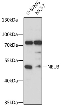 NEU3 Antibody - Cat. No. 15-229 | ProSci