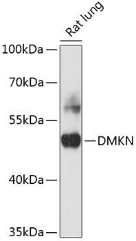 DMKN Antibody - Cat. No. 15-244 | ProSci