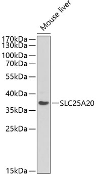 SLC25A20 Antibody - Cat. No. 15-293 | ProSci