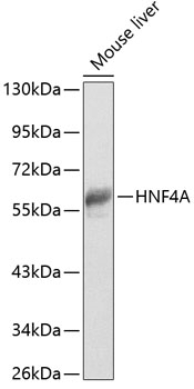 HNF4A Antibody - Cat. No. 15-313 | ProSci