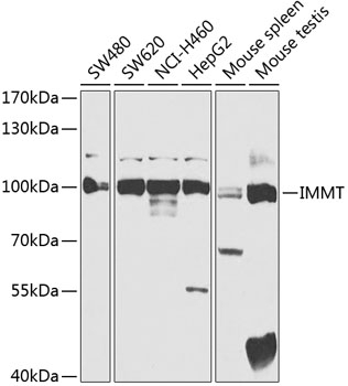 IMMT Antibody - Cat. No. 15-376 | ProSci