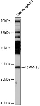 TSPAN15 Antibody - Cat. No. 15-520 | ProSci