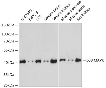 p38 MAPK Antibody - Cat. No. 15-523 | ProSci