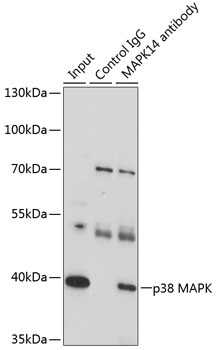 p38 MAPK Antibody - Cat. No. 15-523 | ProSci