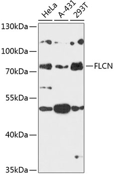 FLCN Antibody - Cat. No. 15-583 | ProSci