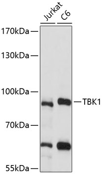 TBK1 Antibody - Cat. No. 15-646 | ProSci