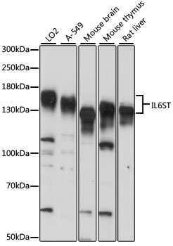 IL6ST Antibody - Cat. No. 15-655 | ProSci