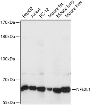 NFE2L1 Antibody - Cat. No. 15-708 | ProSci