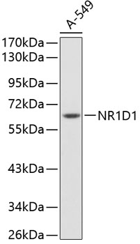 NR1D1 Antibody - Cat. No. 15-725 | ProSci