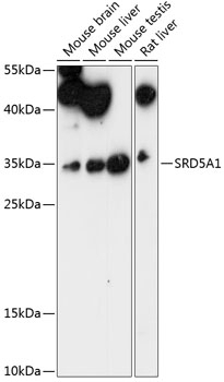 SRD5A1 Antibody - Cat. No. 15-730 | ProSci