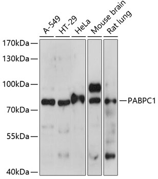 PABPC1 Antibody - Cat. No. 15-770 | ProSci