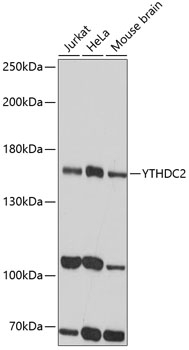 YTHDC2 Antibody - Cat. No. 15-826 | ProSci