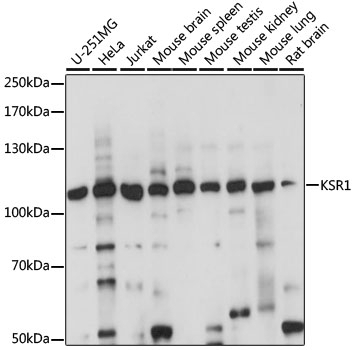 KSR1 Antibody - Cat. No. 15-886 | ProSci