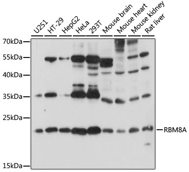 RBM8A Antibody - Cat. No. 15-889 | ProSci