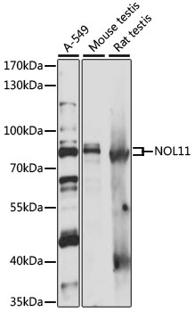 NOL11 Antibody - Cat. No. 16-039 | ProSci