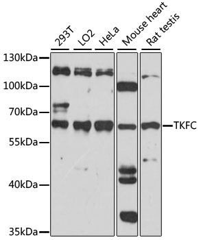 TKFC Antibody - Cat. No. 16-040 | ProSci