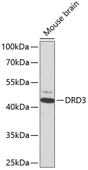 DRD3 Antibody - Cat. No. 16-111 | ProSci