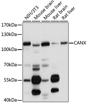 CANX Antibody - Cat. No. 16-150 | ProSci