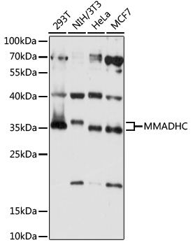 MMADHC Antibody - Cat. No. 16-255 | ProSci