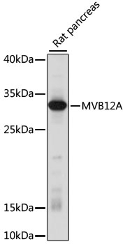 MVB12A Antibody - Cat. No. 16-330 | ProSci