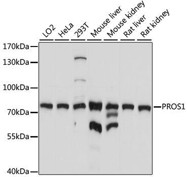 PROS1 Antibody - Cat. No. 16-337 | ProSci