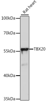 TBX20 Antibody - Cat. No. 16-369 | ProSci