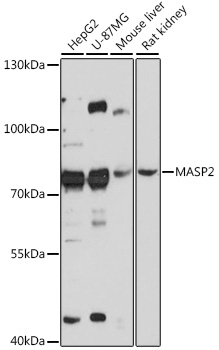 MASP2 Antibody - Cat. No. 16-385 | ProSci