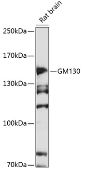 GM130 Antibody - Cat. No. 16-510 | ProSci