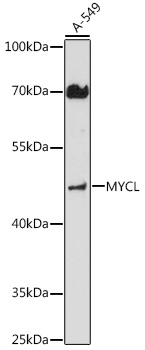 MYCL Antibody - Cat. No. 16-536 | ProSci
