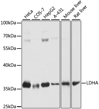 LDHA Antibody - Cat. No. 16-586 | ProSci