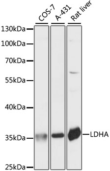 LDHA Antibody - Cat. No. 16-586 | ProSci